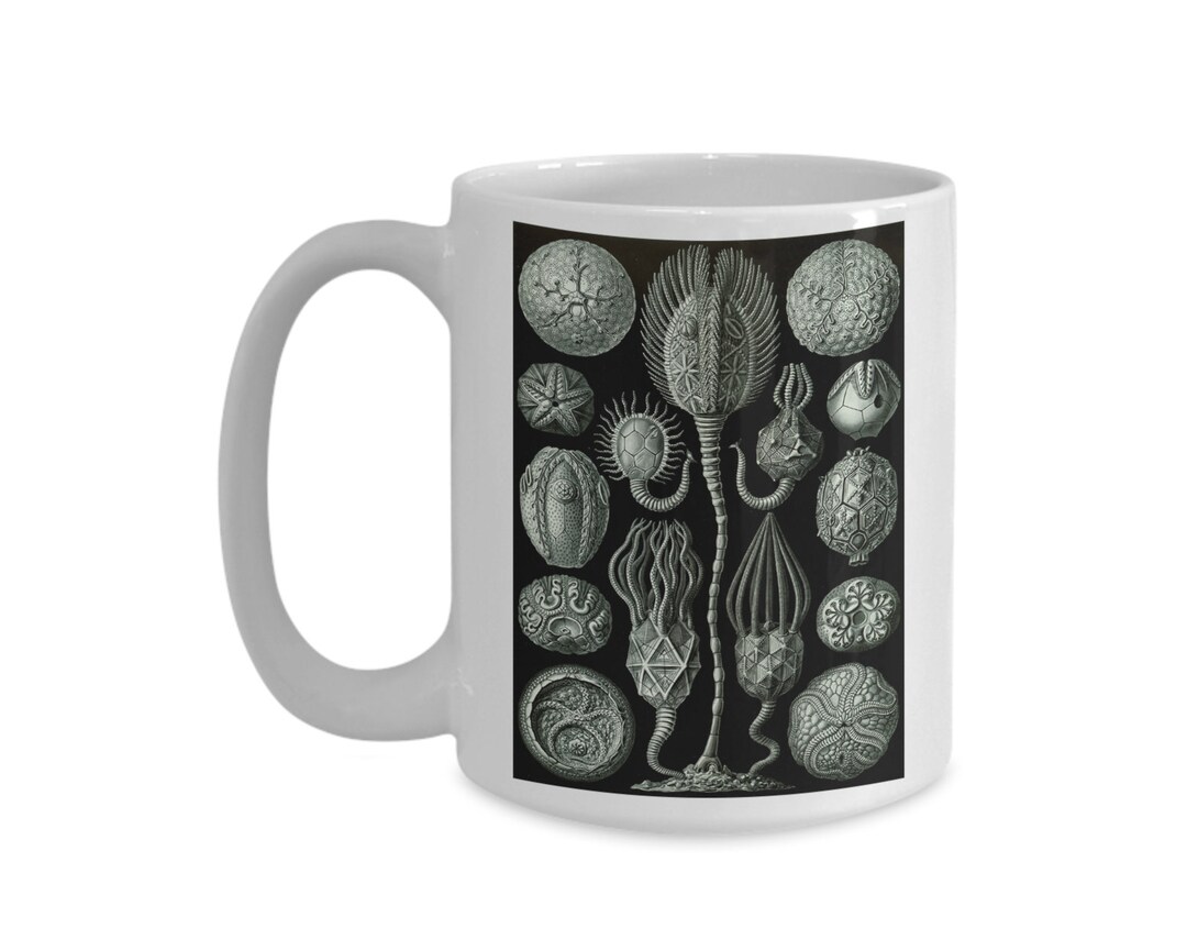 Artforms In Nature Cystoidea Ernst Haeckel 15oz - Etsy España