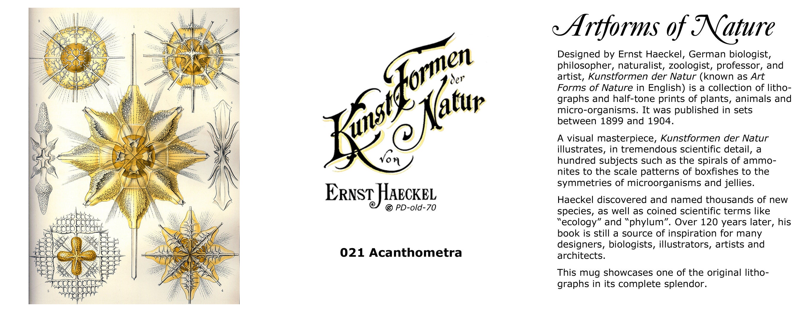 Artforms in Nature Acanthometra Ernst Haeckel 15oz - Etsy