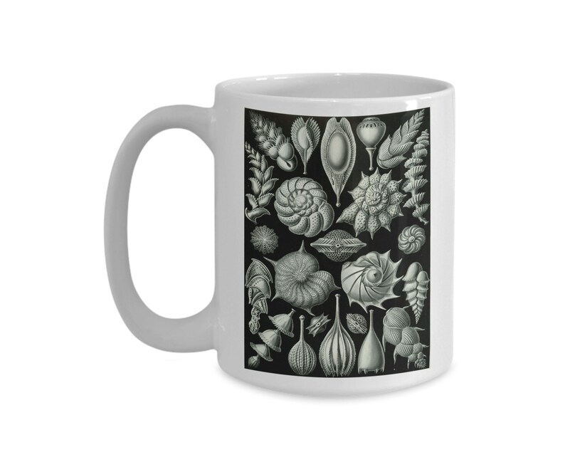 Artforms in Nature Thalamophora Ernst Haeckel 15oz - Etsy