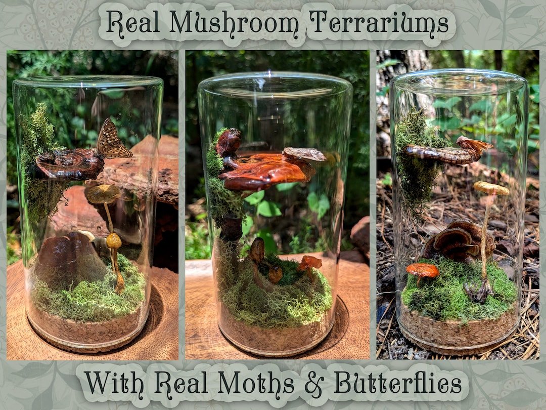 Real Mushroom & Moth / Butterfly Terrariums Cottagecore Dried Mushroom ...