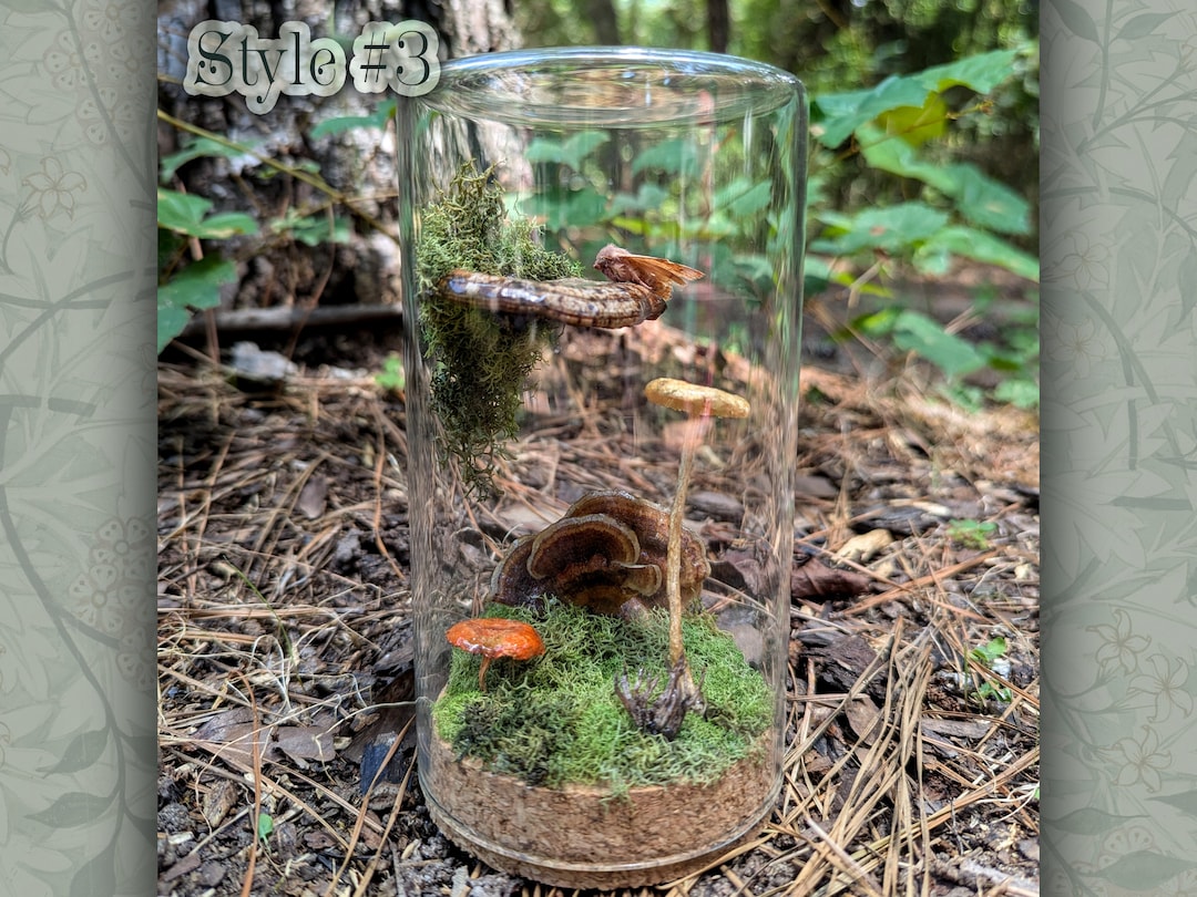 Real Mushroom & Moth / Butterfly Terrariums Cottagecore Dried Mushroom ...