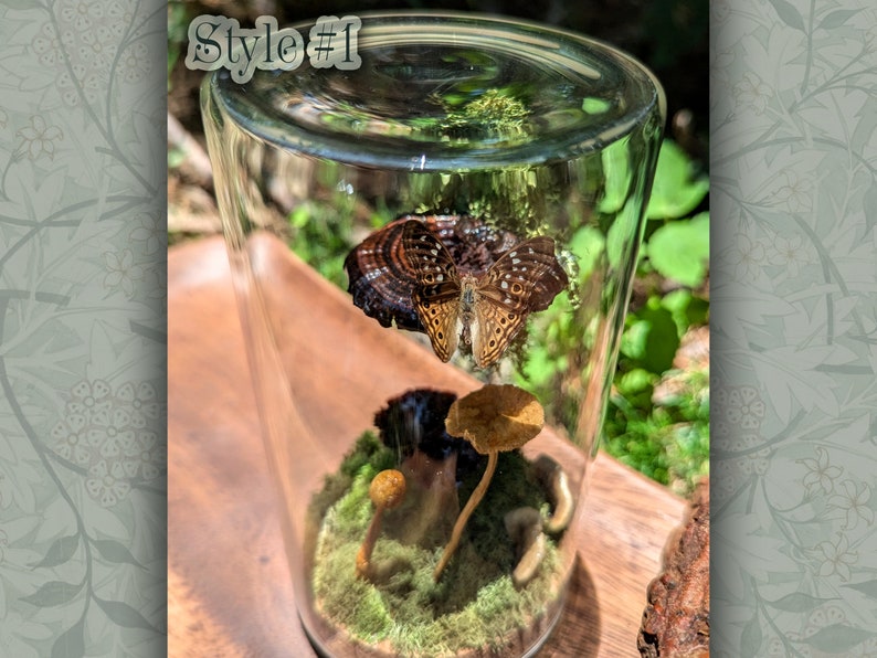 Real Mushroom & Moth / Butterfly Terrariums Cottagecore Dried Mushroom ...