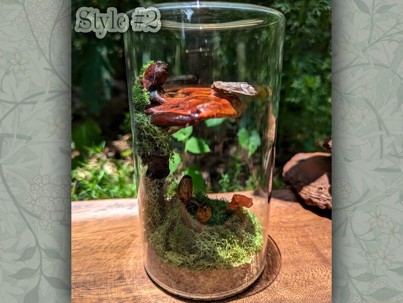Real Mushroom & Moth / Butterfly Terrariums Cottagecore Dried Mushroom ...