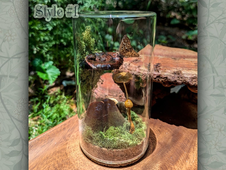 Real Mushroom & Moth / Butterfly Terrariums Cottagecore Dried Mushroom ...