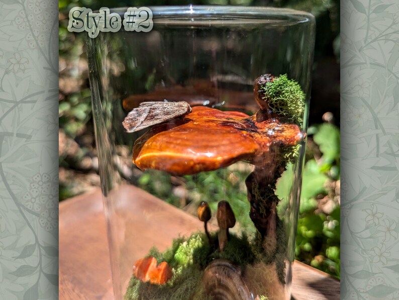 Real Mushroom & Moth / Butterfly Terrariums Cottagecore Dried Mushroom ...