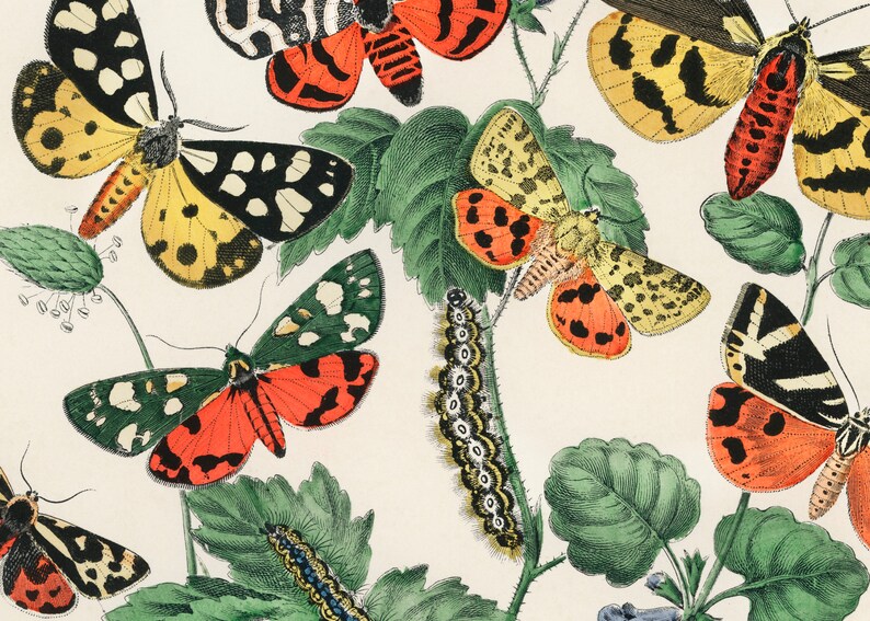 Antique Prints Set Printable Vintage Gallery Wall Art Set of - Etsy