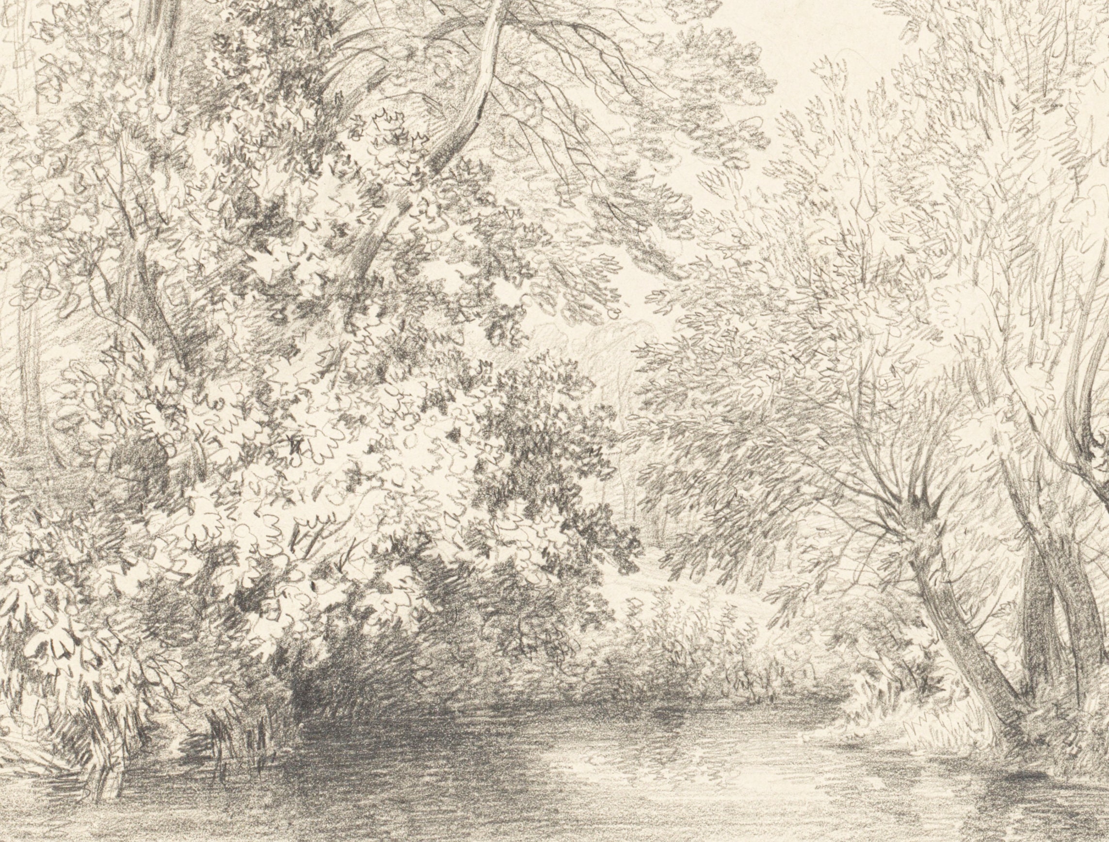 Vintage Tree Sketch, French Country Decor, Rustic Drawing, Tree Print ...