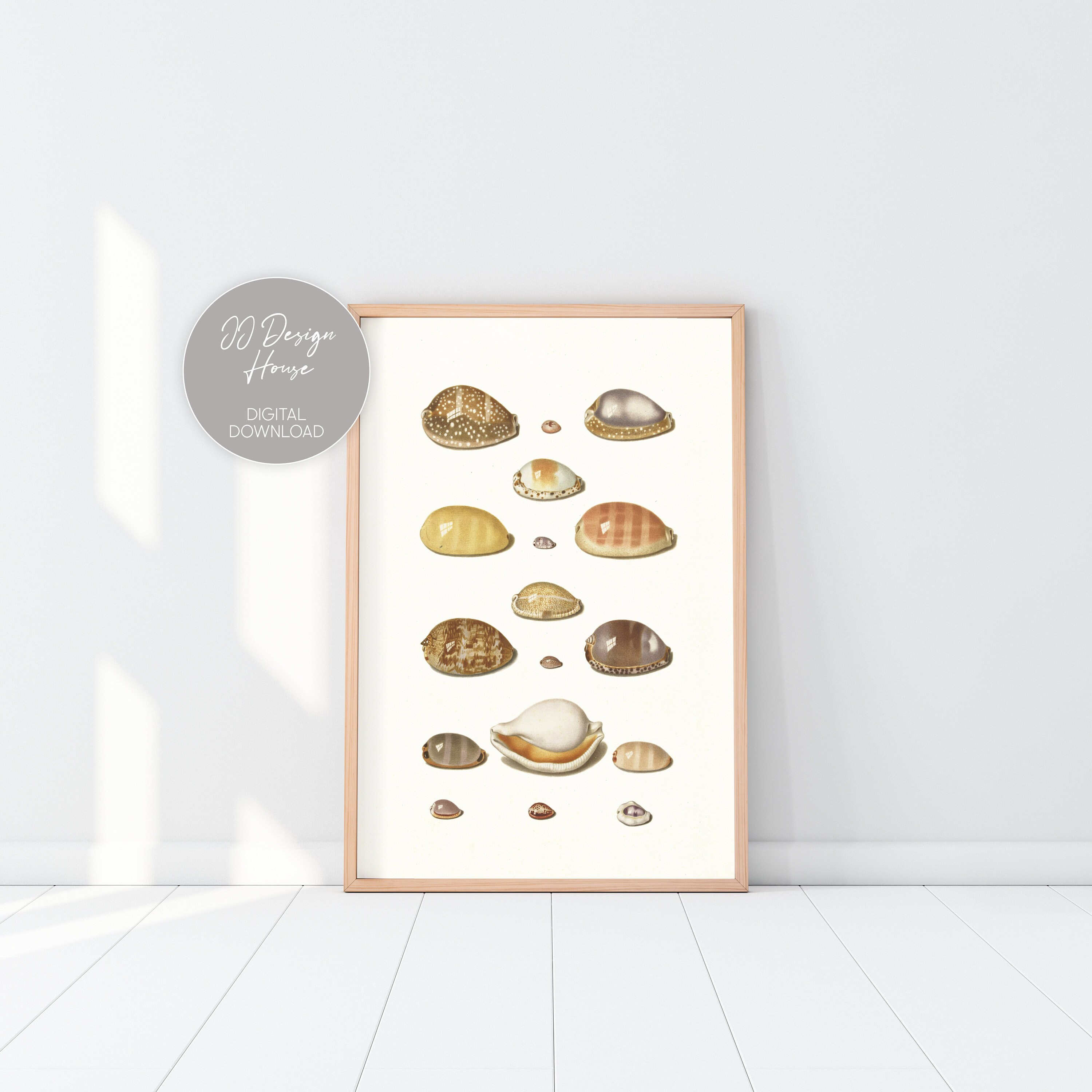 Vintage Seashells Print Coastal Wall Art Shell Poster Beach - Etsy