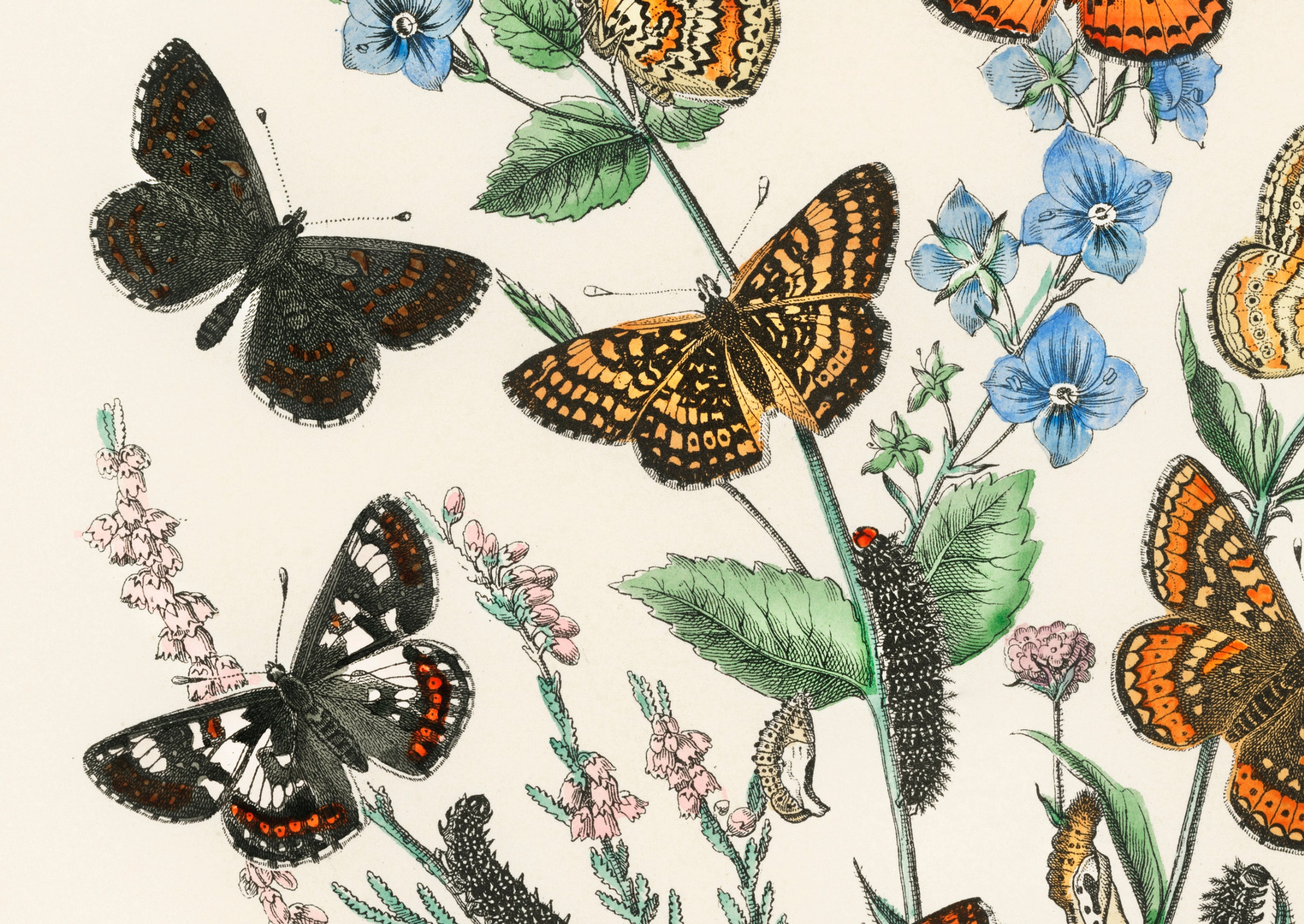 Butterfly Illustration Botanical Prints Vintage Butterfly | Etsy