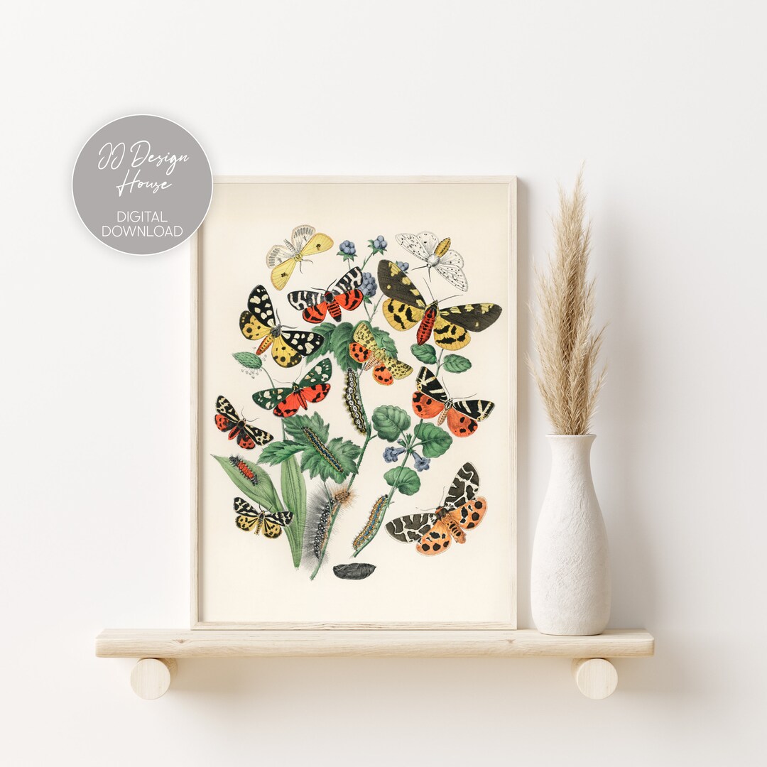 Butterfly Illustration, Botanical Prints, Vintage Butterfly Print ...