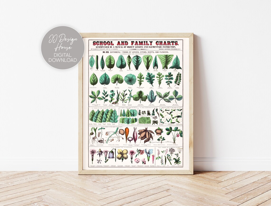 Botanical Poster Cottagecore Print Vintage French | Etsy