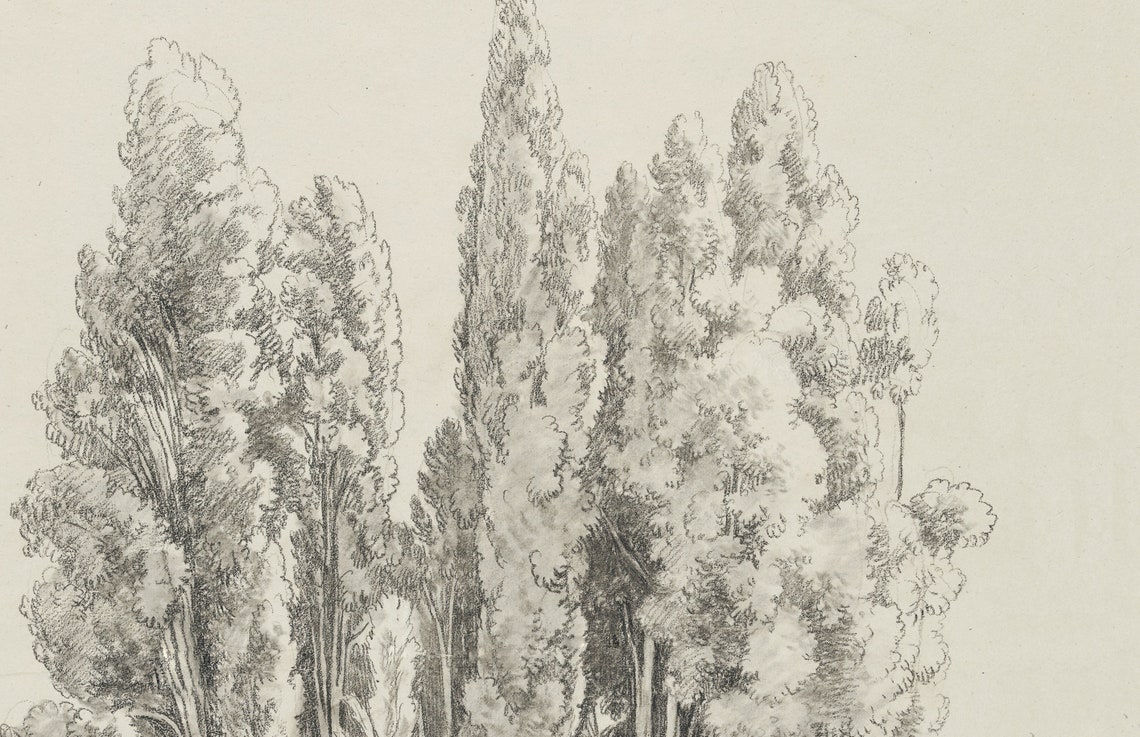 Vintage Tree Sketch Botanical Print Vintage Tree Drawing | Etsy