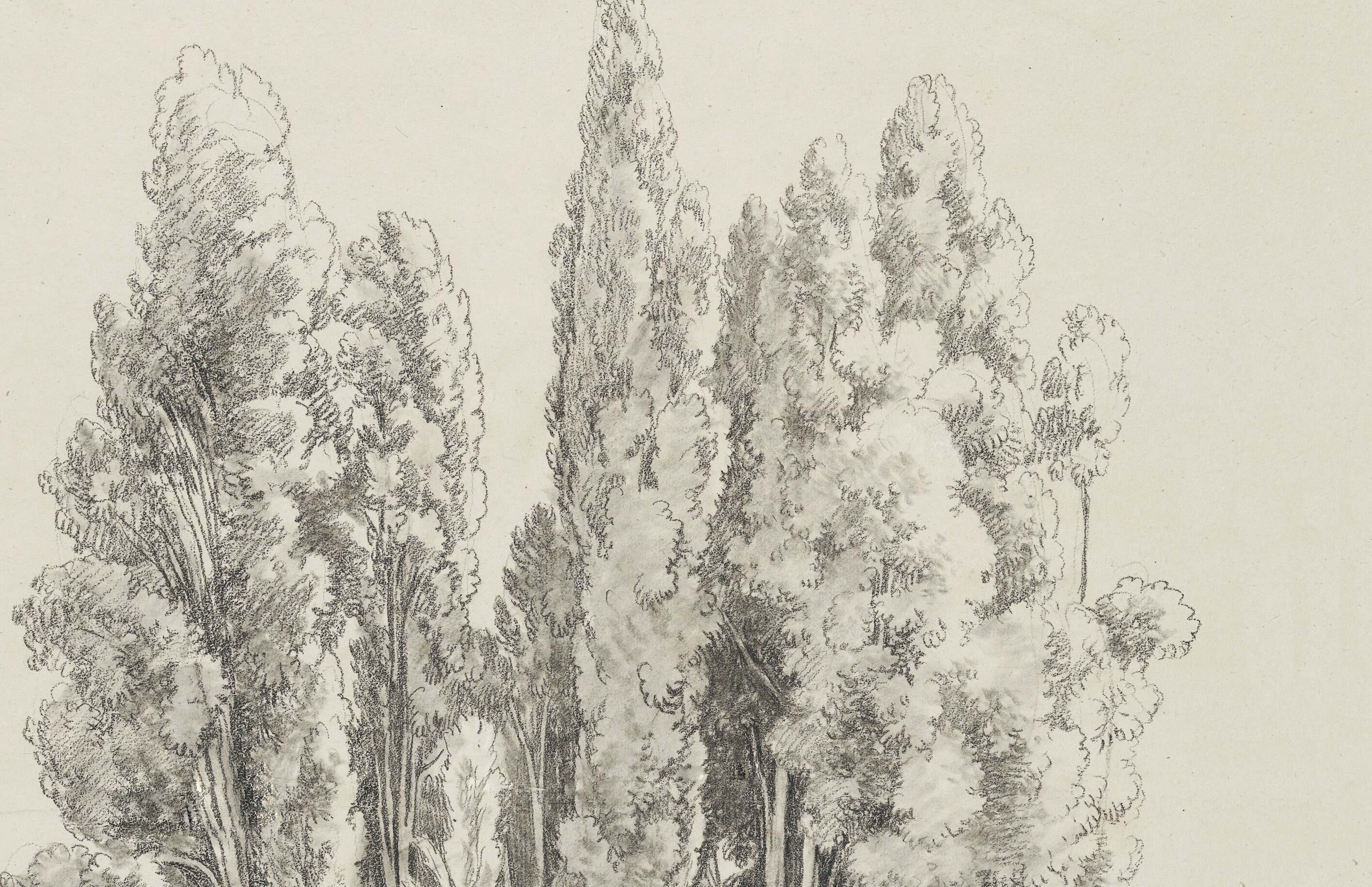 Vintage Tree Sketch, Botanical Print, Vintage Tree Drawing, Tree ...