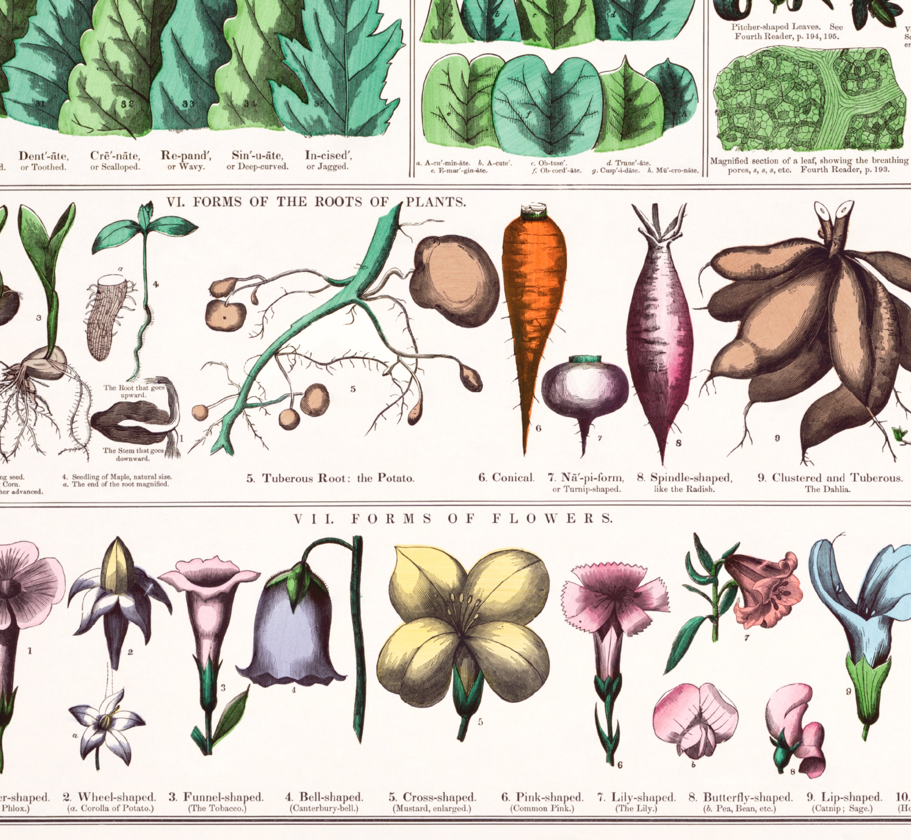 Botanical Poster Cottagecore Print Vintage French | Etsy