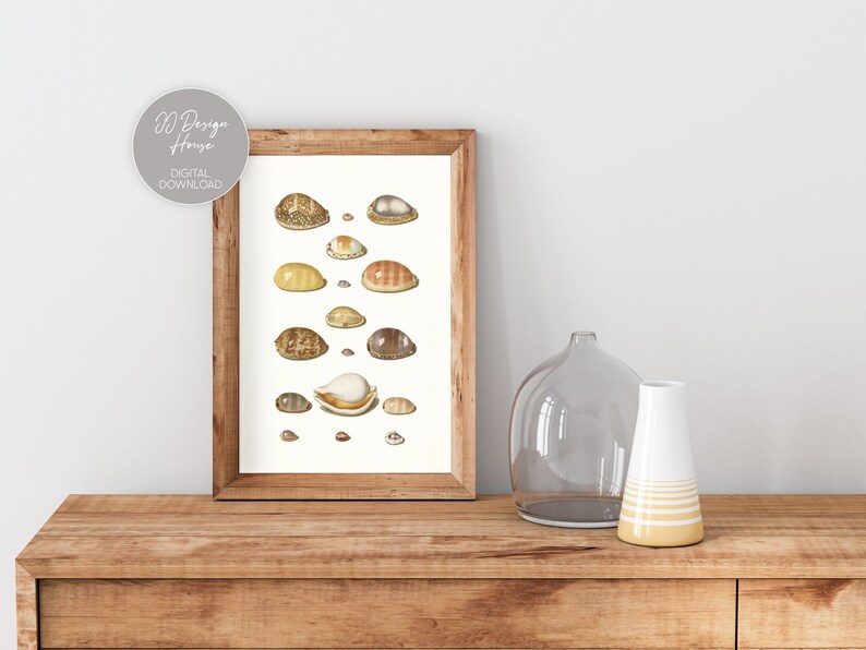 Vintage Seashells Print Coastal Wall Art Shell Poster Beach - Etsy