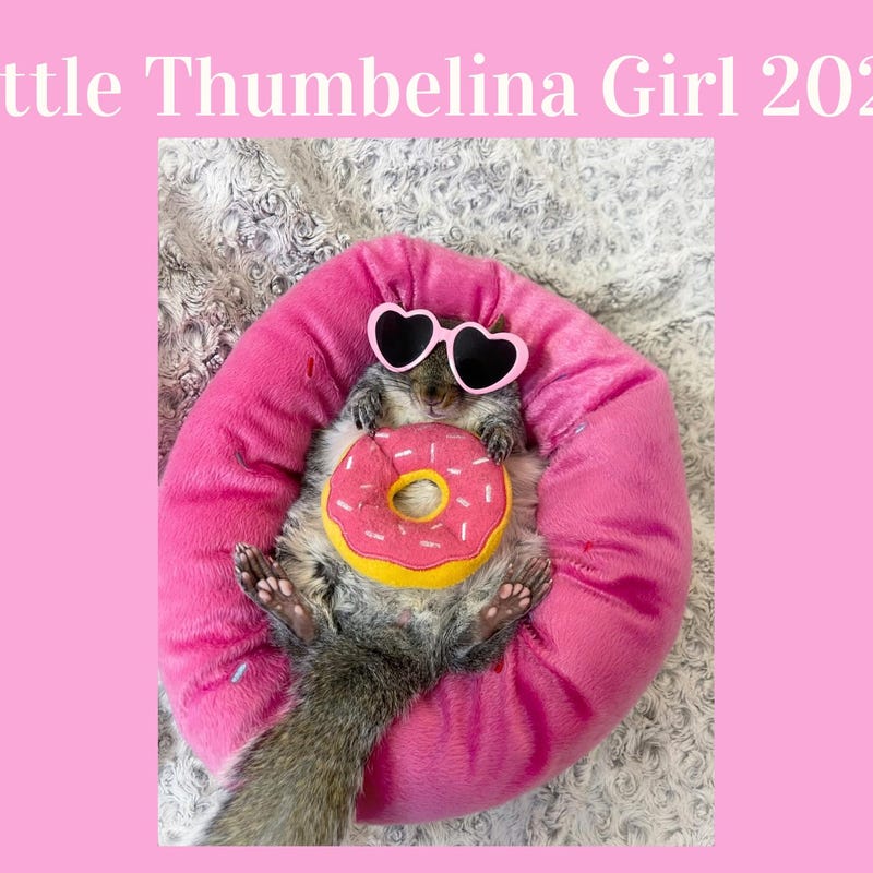 Wall Calendar 2026 Paper - Etsy