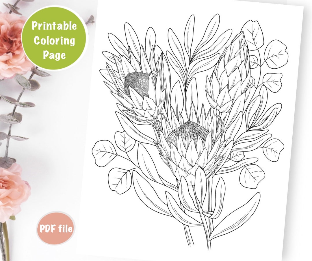 Protea Flower Coloring Page for Adults: Relaxation Art (digital ...