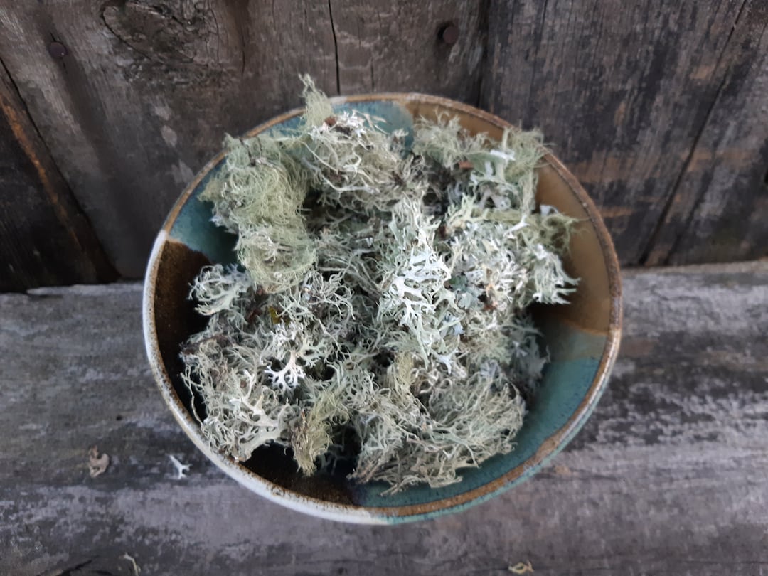 Hand Harvested Oak Moss: Dried & Preserved, Woodsy Scent - Etsy