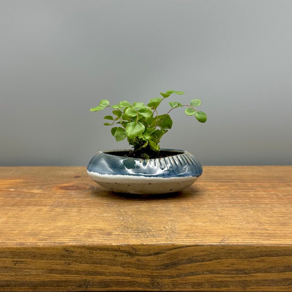 Shallow Ceramic Plant Pot With Drainage - Etsy