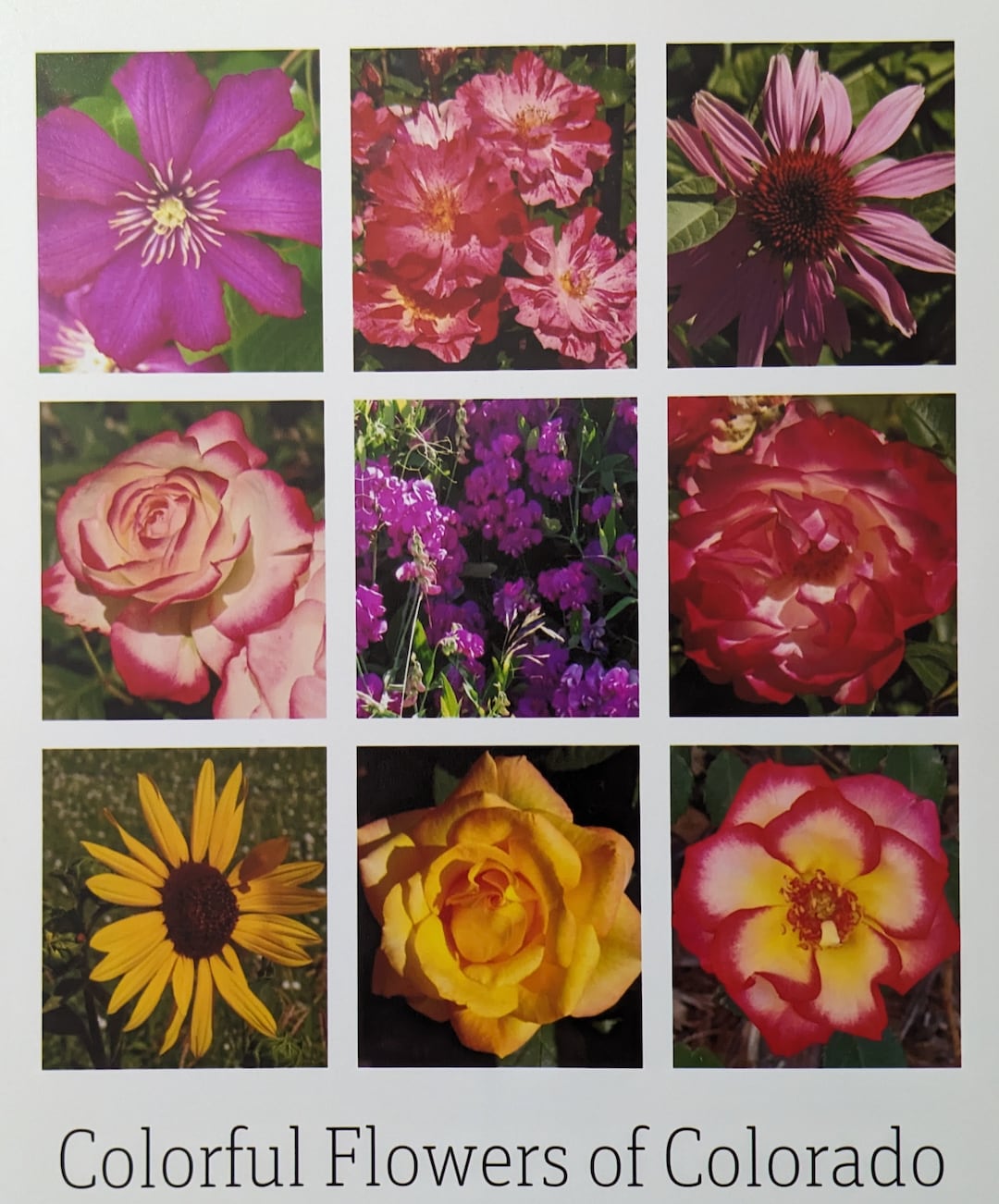 Colorful Flowers of Colorado 8 X 10 Glossy Print - Etsy
