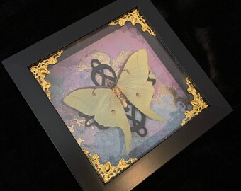 Luna Moth Shadow Box - Etsy