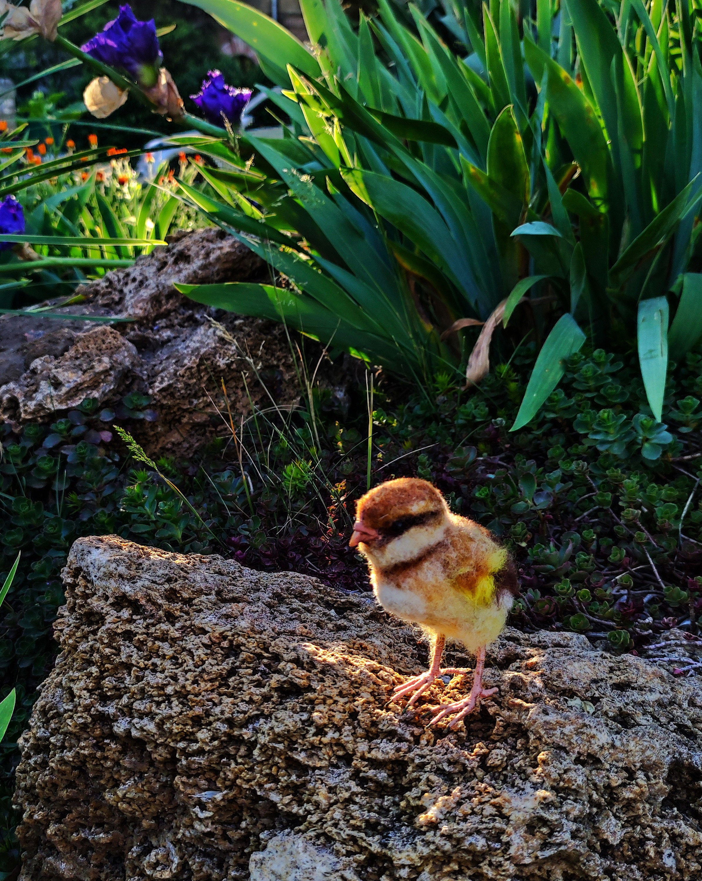 Needle Felted Baby Chick, Wool. Easter Chick, Realistic Toy - Etsy