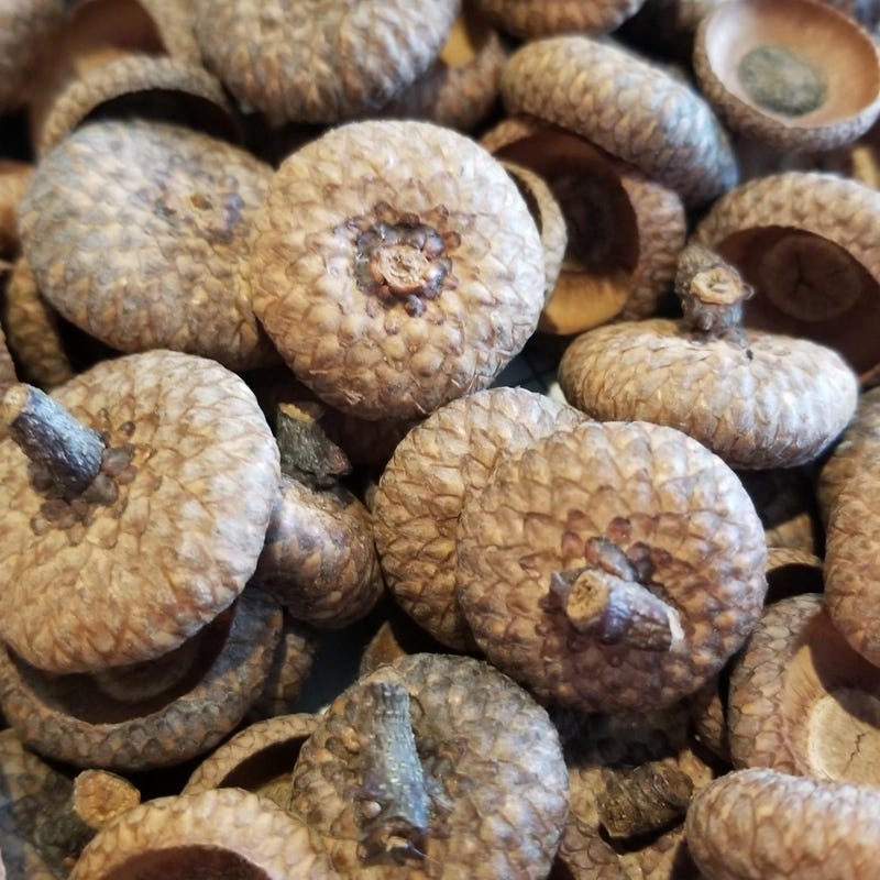 Acorns With Caps Bulk - Etsy