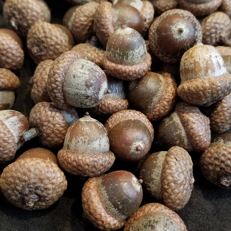 Bulk Acorns - Etsy