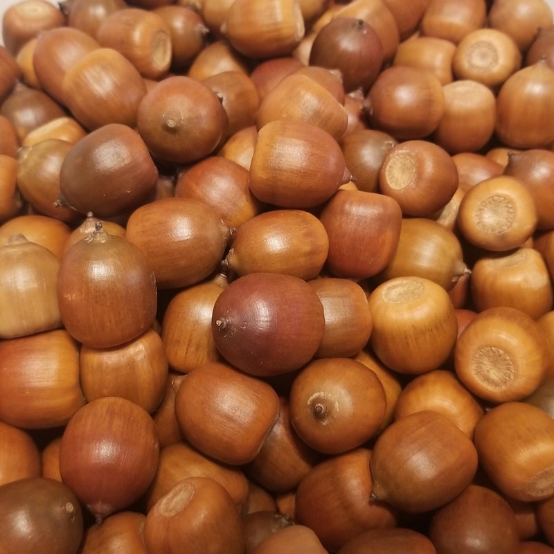 Acorn - Etsy