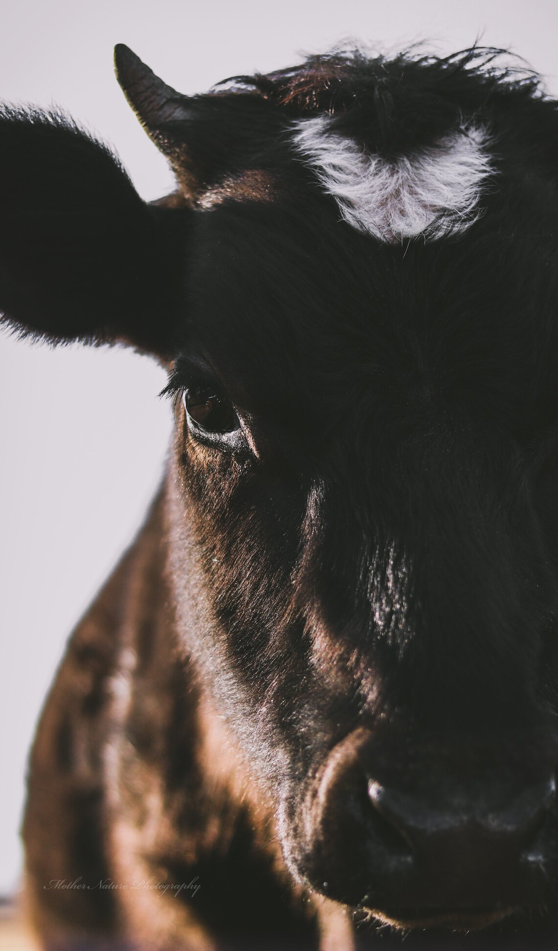 Rustic Cow Digital Print Farmhouse Decor Western Canvas - Etsy