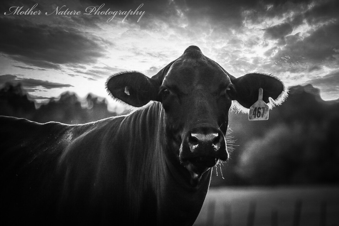 Black and White Cow Digital Print, Farmhouse Decor, Western Decor ...