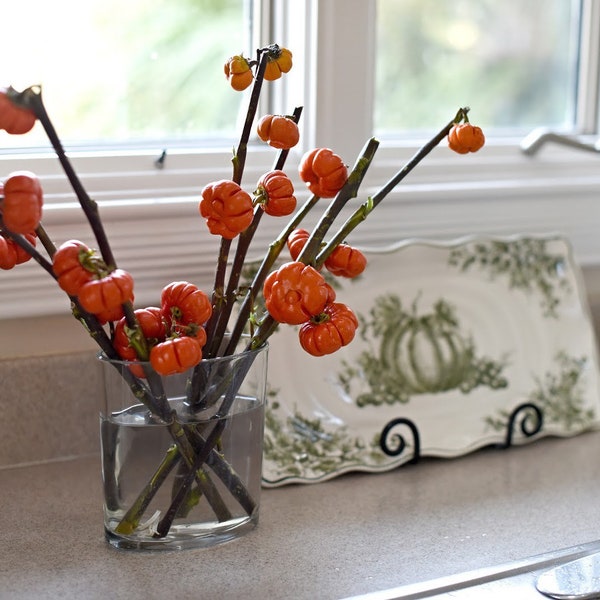 Dried Pumpkin Stem - Etsy