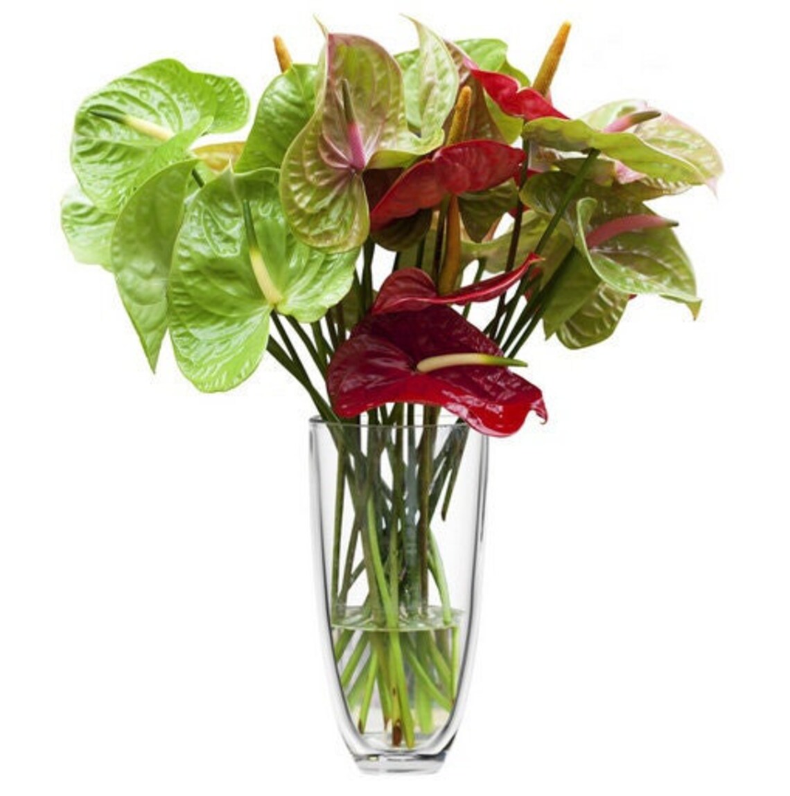 Anthurium Flowers Live Bouquet - Etsy