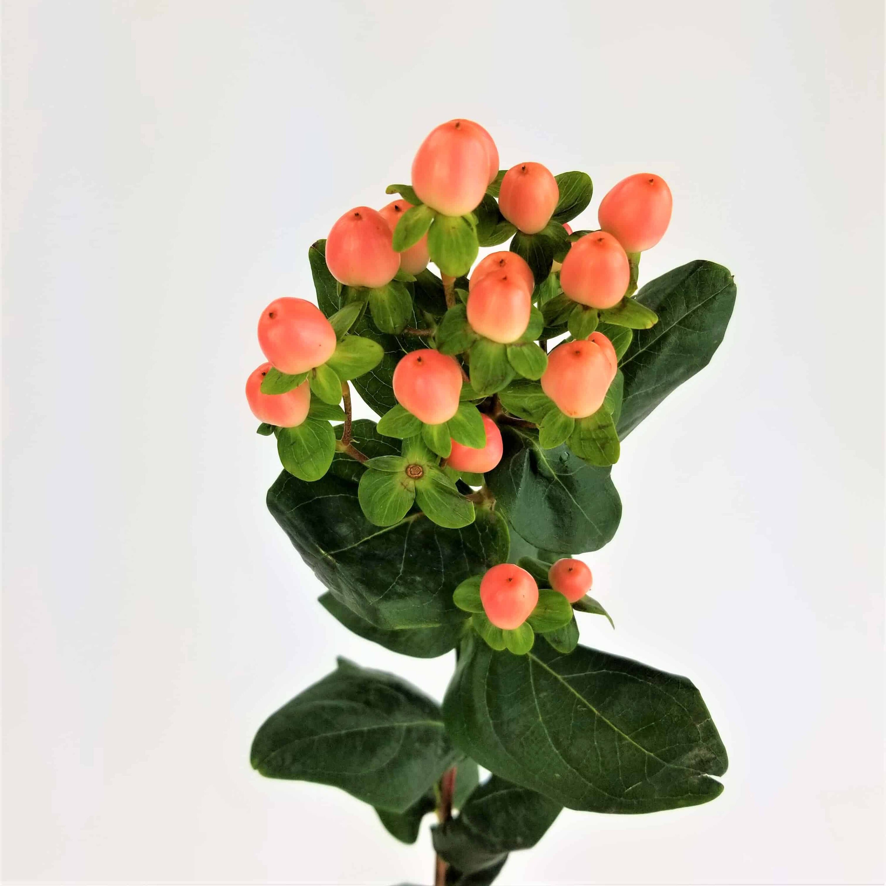 Rose Hypericum Berry Bud Vase