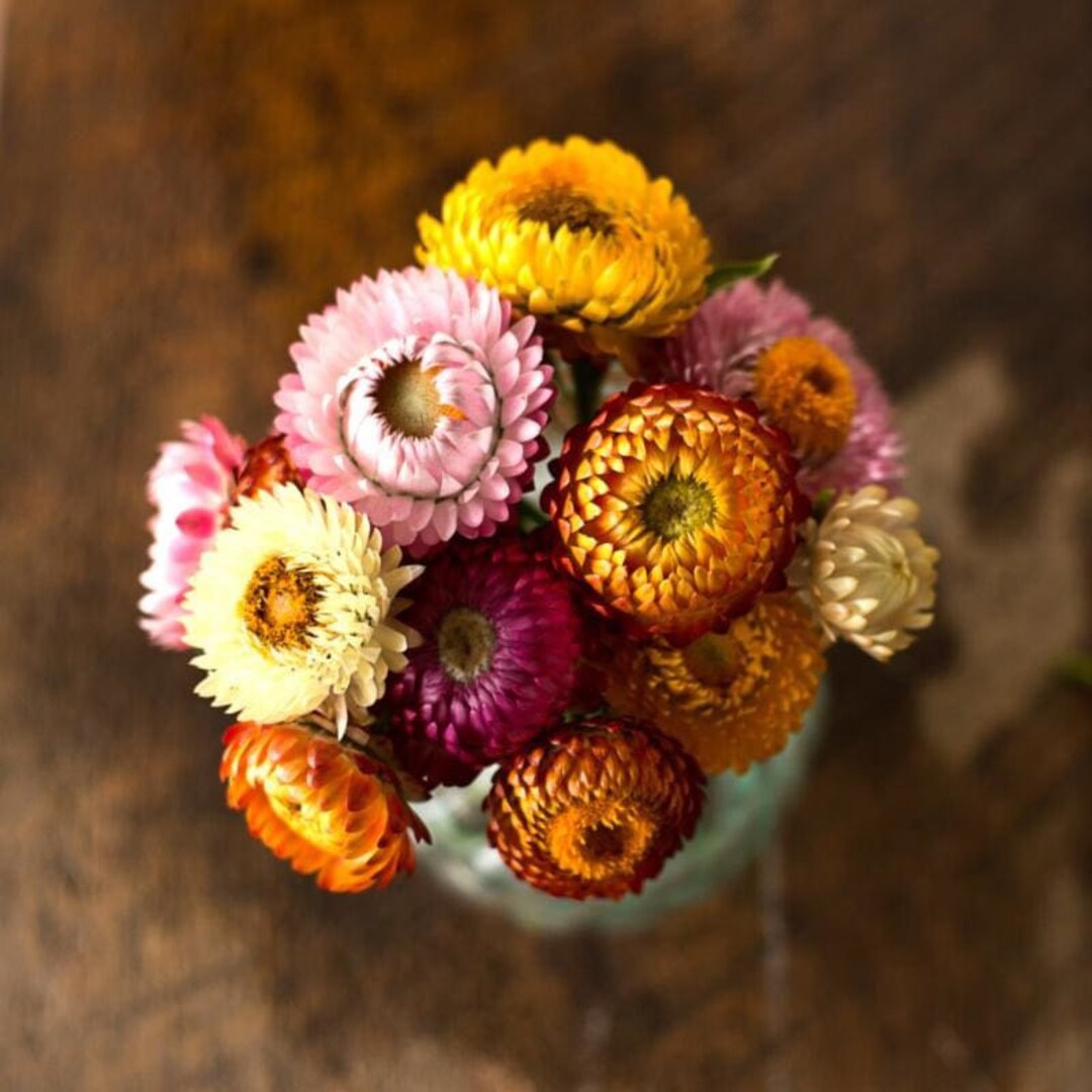 Strawflower Live Flowers Stunning Bouquet - Etsy