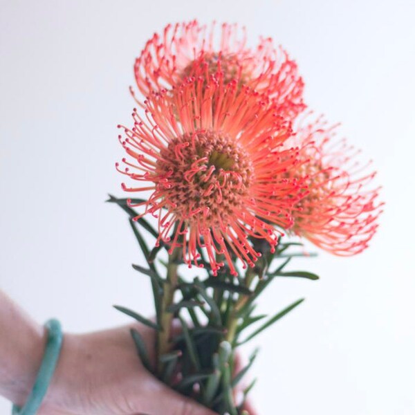 Rare Flower - Etsy