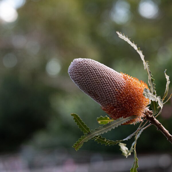 Banksia - Etsy