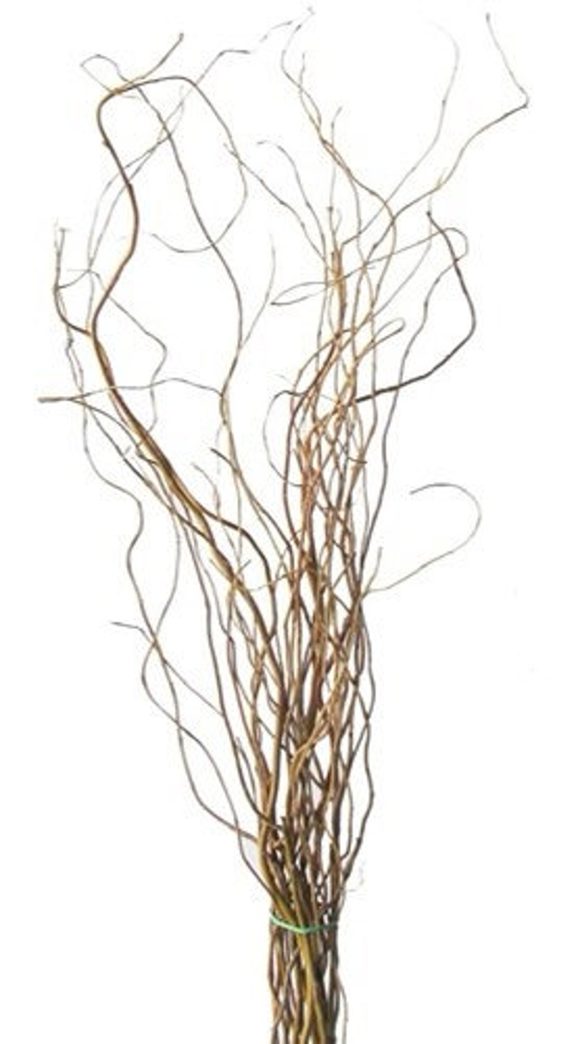 Curly Willow Live Cuttings 3-4 Feet Tall - Etsy