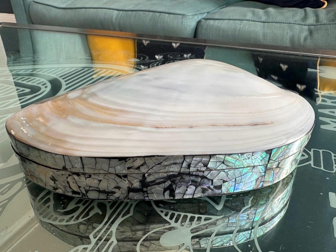 Large Cebu Clam Shell Jewellery Box Velvet Pedding/ Beutiful Shell Gift ...