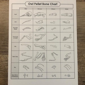 Owl Pellet, Owl Puke, Fun for Kids, School Discovery Project, Digestive ...