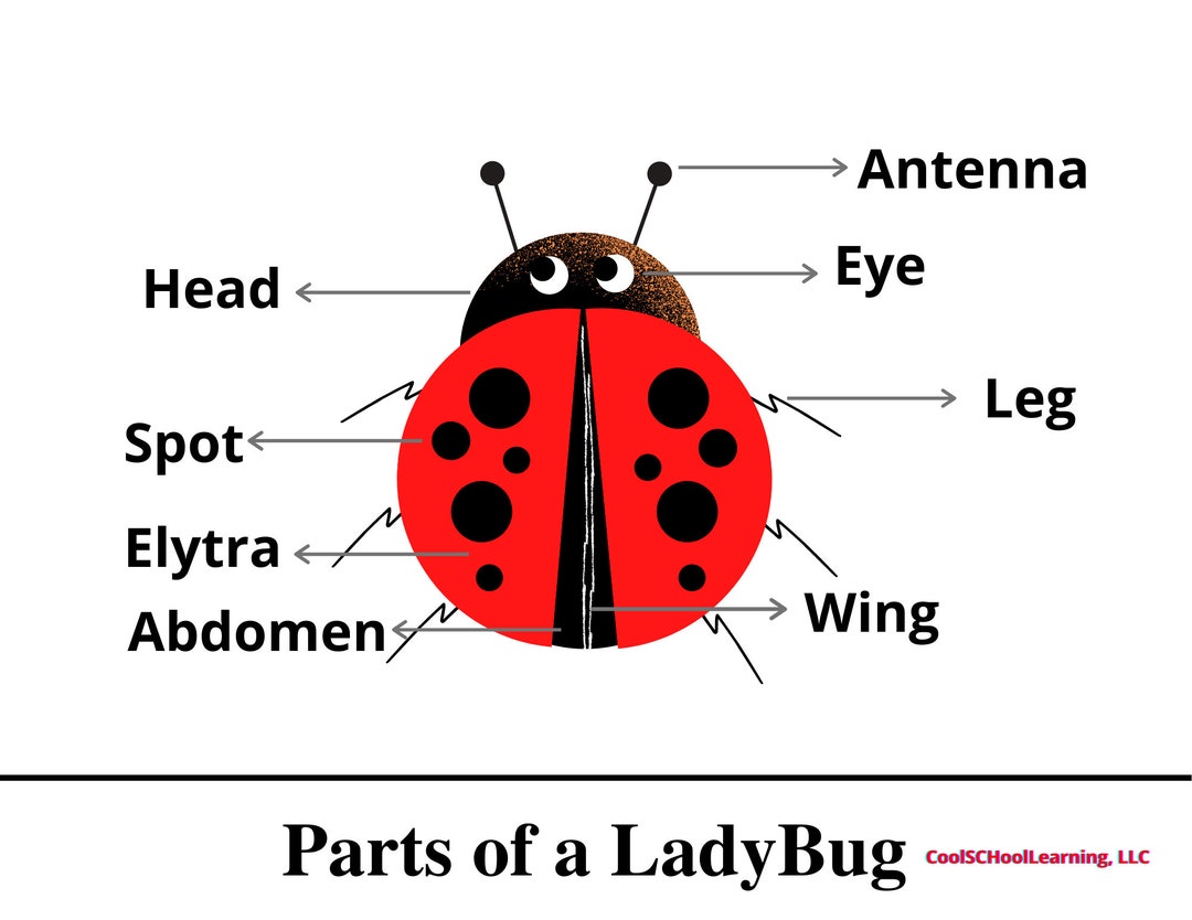 Learning With Bugs Ladybug Poster Printable, Kindergarten Classroom ...