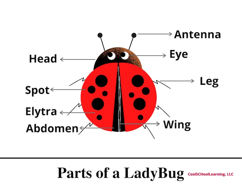 Learning With Bugs Ladybug Poster Printable, Kindergarten Classroom ...