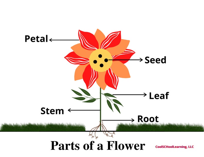 Parts of a Flower Printable, Kindergarten Classroom Decor, Preschool ...