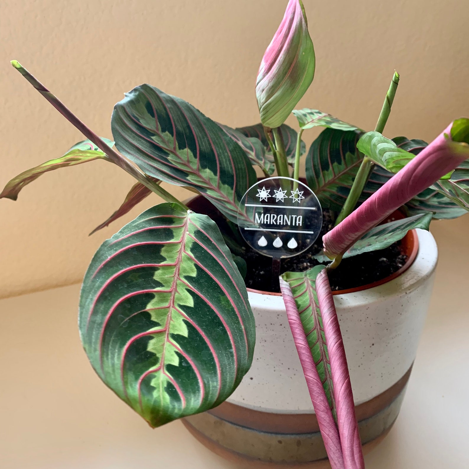 Set of 2 Plant Tags Custom Plant Tags Acrylic Plant Tags | Etsy Canada