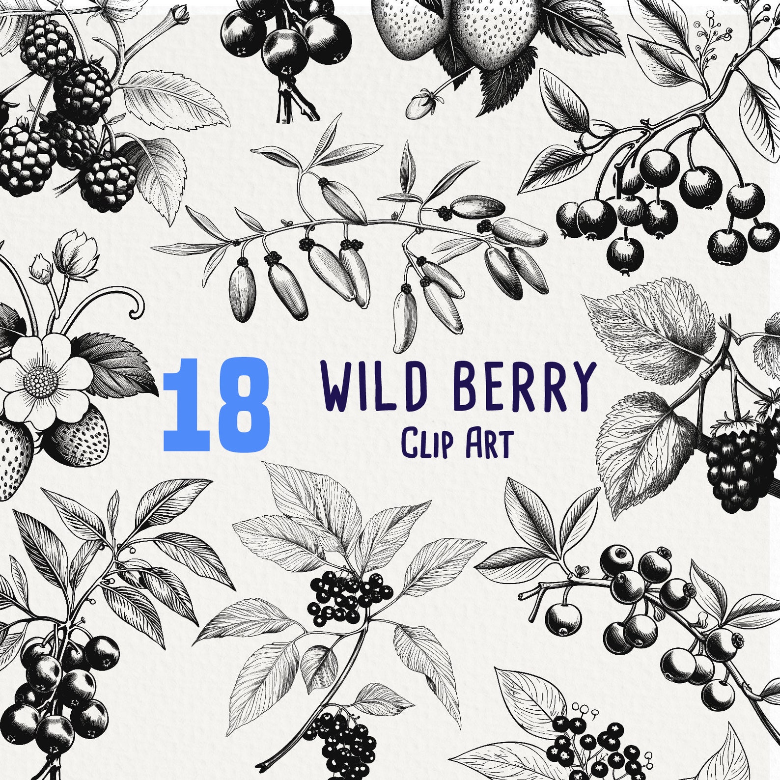 18 Wild Berries Clipart, Ink Drawings for Commercial Use, Botanical ...