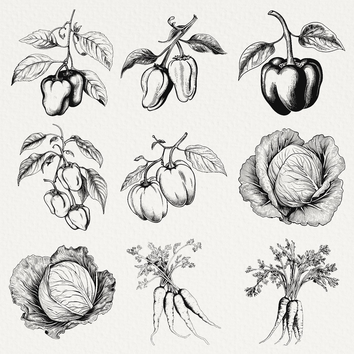 56 Vegetable Ink Drawing Clipart, Vegetable Art for Commercial Use ...