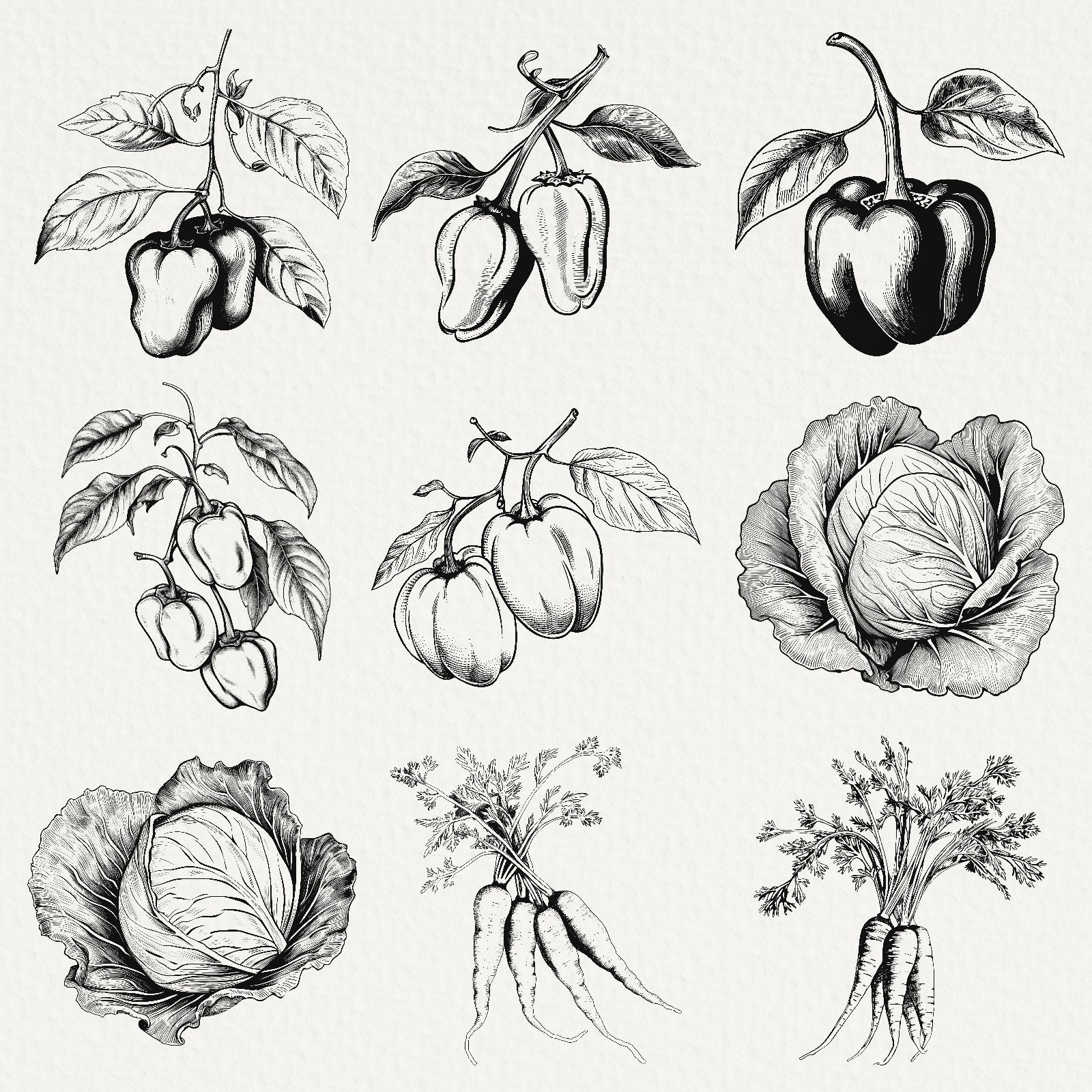 56 Vegetable Ink Drawing Clipart, Vegetable Art for Commercial Use ...