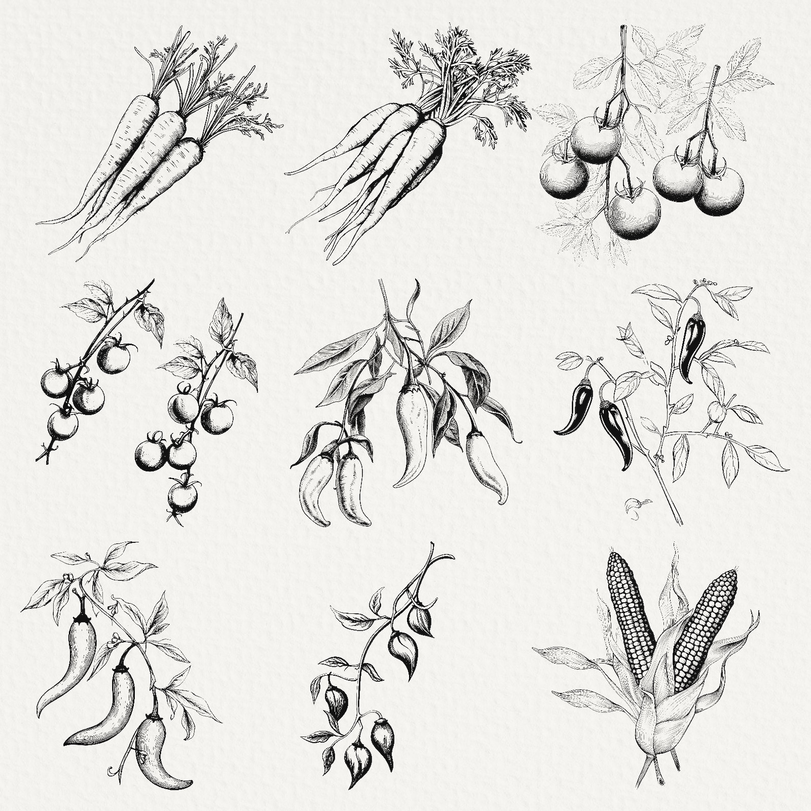 56 Vegetable Ink Drawing Clipart, Vegetable Art for Commercial Use ...
