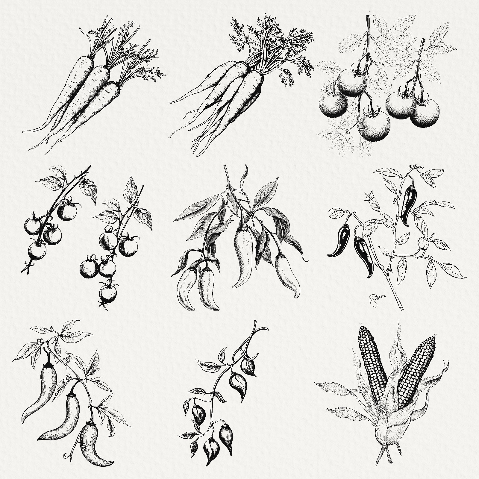 56 Vegetable Ink Drawing Clipart, Vegetable Art for Commercial Use ...