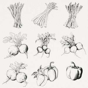 56 Vegetable Ink Drawing Clipart, Vegetable Art for Commercial Use ...